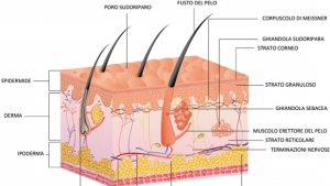 Scopri come è fatta la tua pelle?